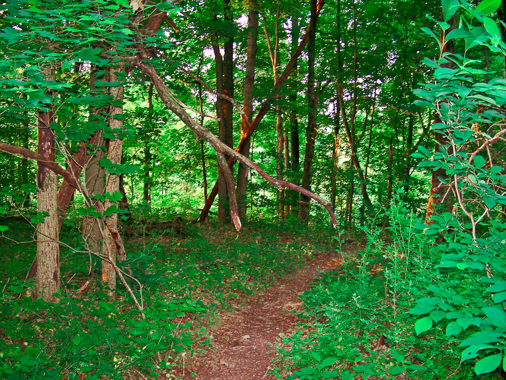 Hiking Escape: May 25, 2012: Boone Cliffs Trails