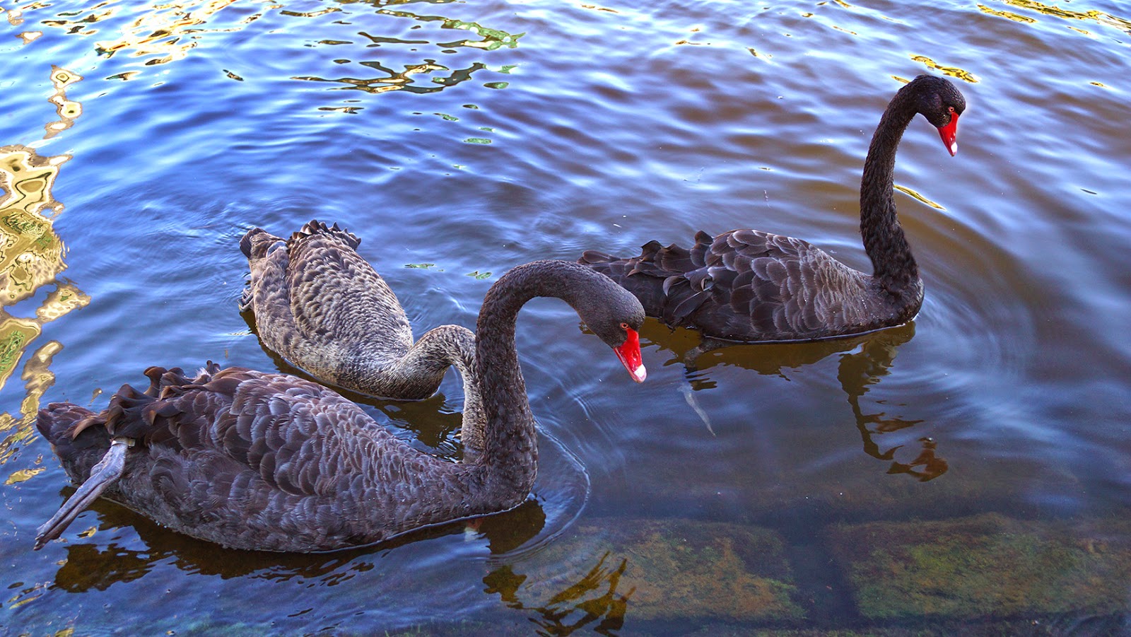 NixPages: MELBOURNE BIRDS