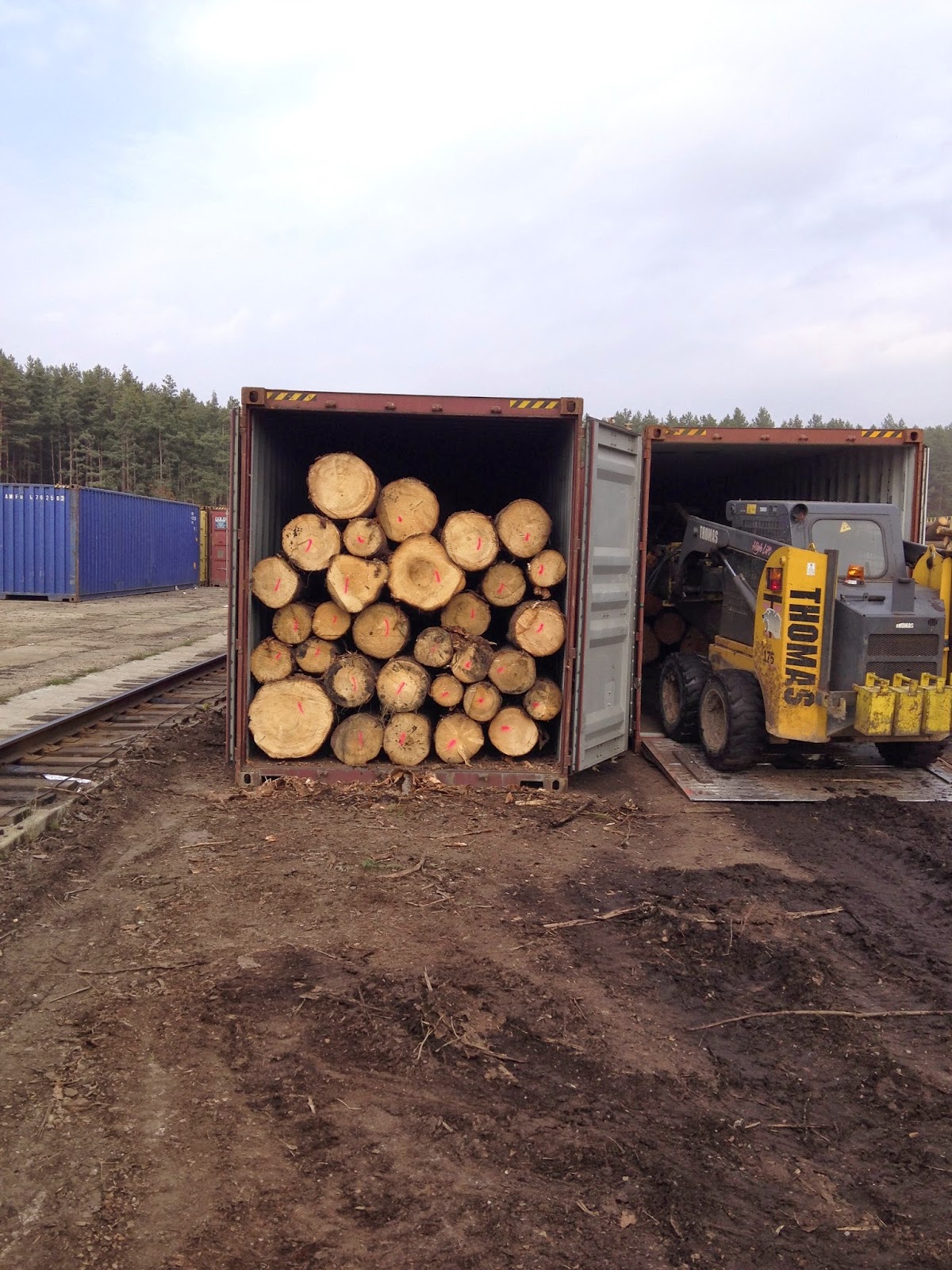 Beech Logs: Beech logs