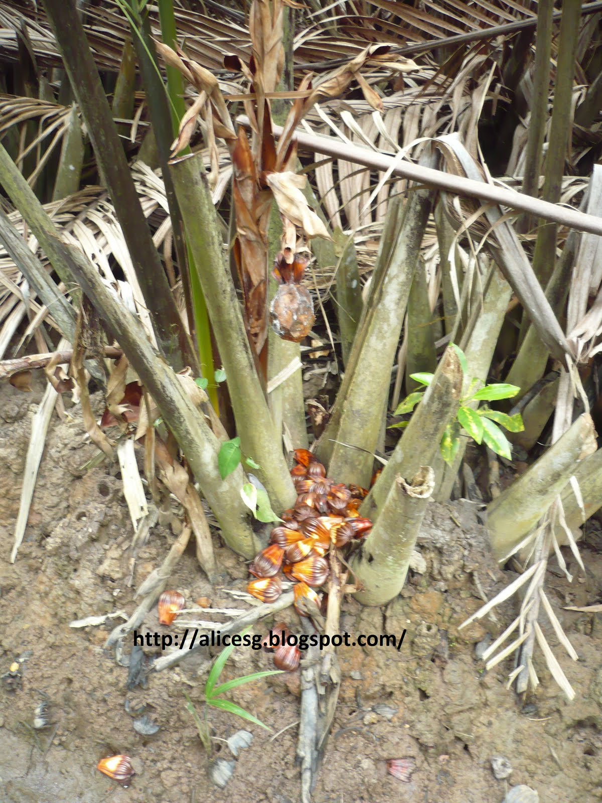 Alicesg-Singaporemyhome: Pulau Ubin - Mangroves and attap chee