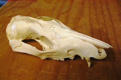 Capital Naturalist by Alonso Abugattas: The Awesome Opossum