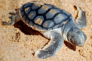 Australian Water Animals