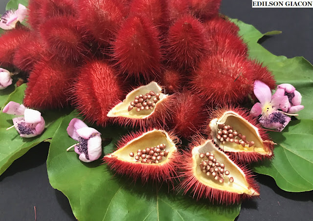 Viveiro Ciprest - Plantas Nativas e Exóticas: Urucum Peruano ou Colorau ...