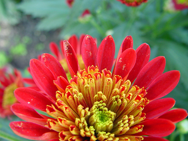 GGSPro Horticulture Technical Tips | Griffin