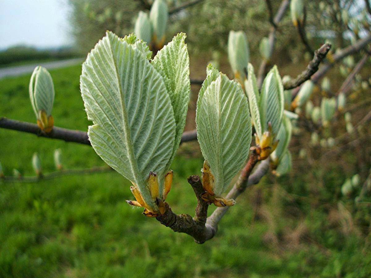 Trees Planet: Sorbus aria – Whitebeam