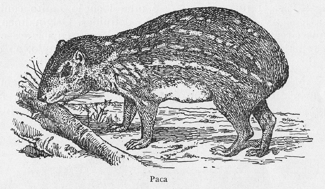 Revista Aruanã Lazer e Esporte no Meio Ambiente: DICIONÁRIO ARUANÃ ...