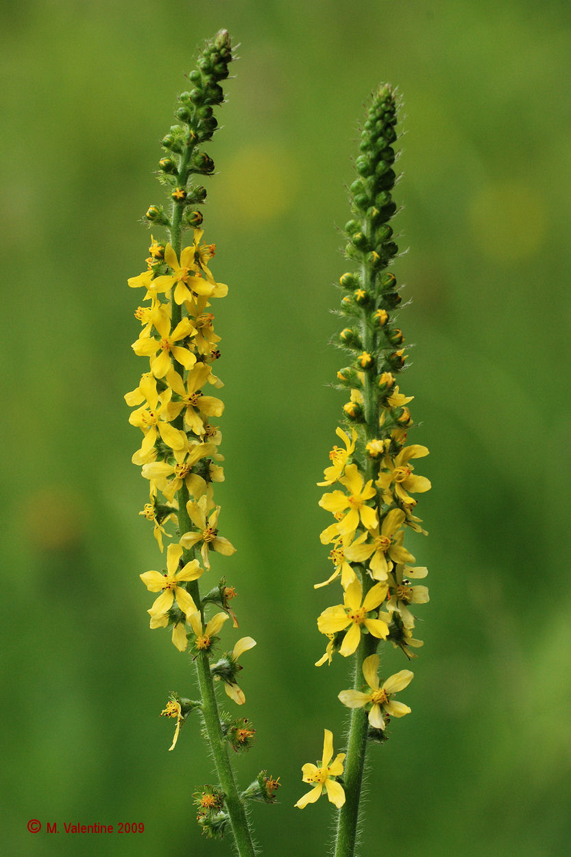 Vještičji ormar (The Broom Closet): Agrimonia eupatoria - OBIČNA TURICA