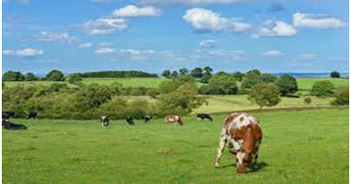 Padang Rumput Sebagai Sumber Interaksi Makhluk Hidup Untuk ...