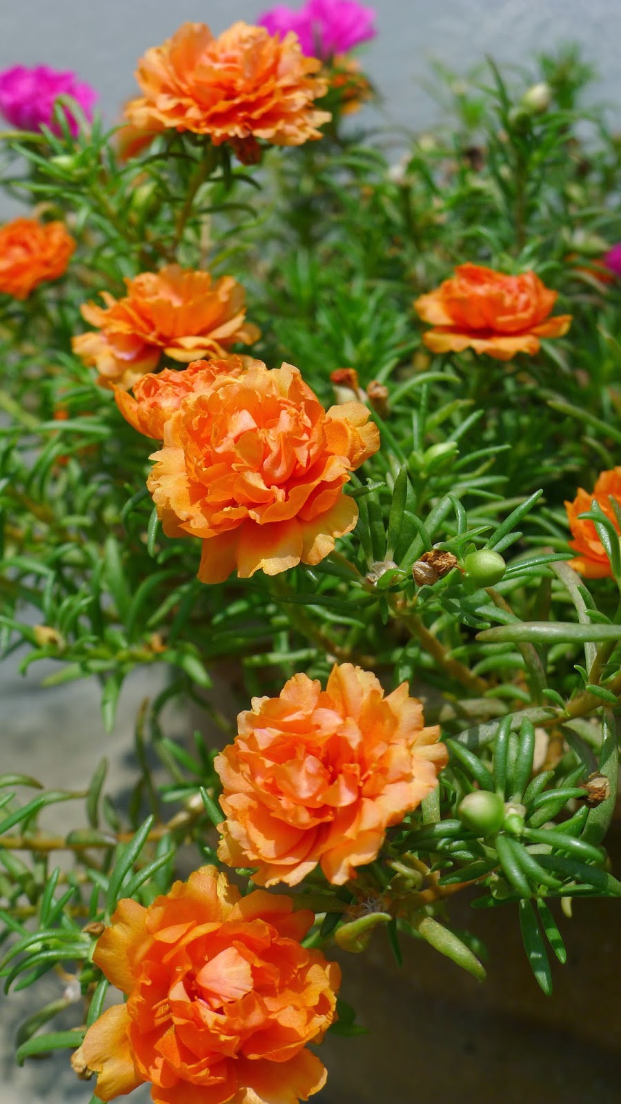 My Beautiful 'Flower - Flower ' World: Beautiful Japanese Roses at My ...