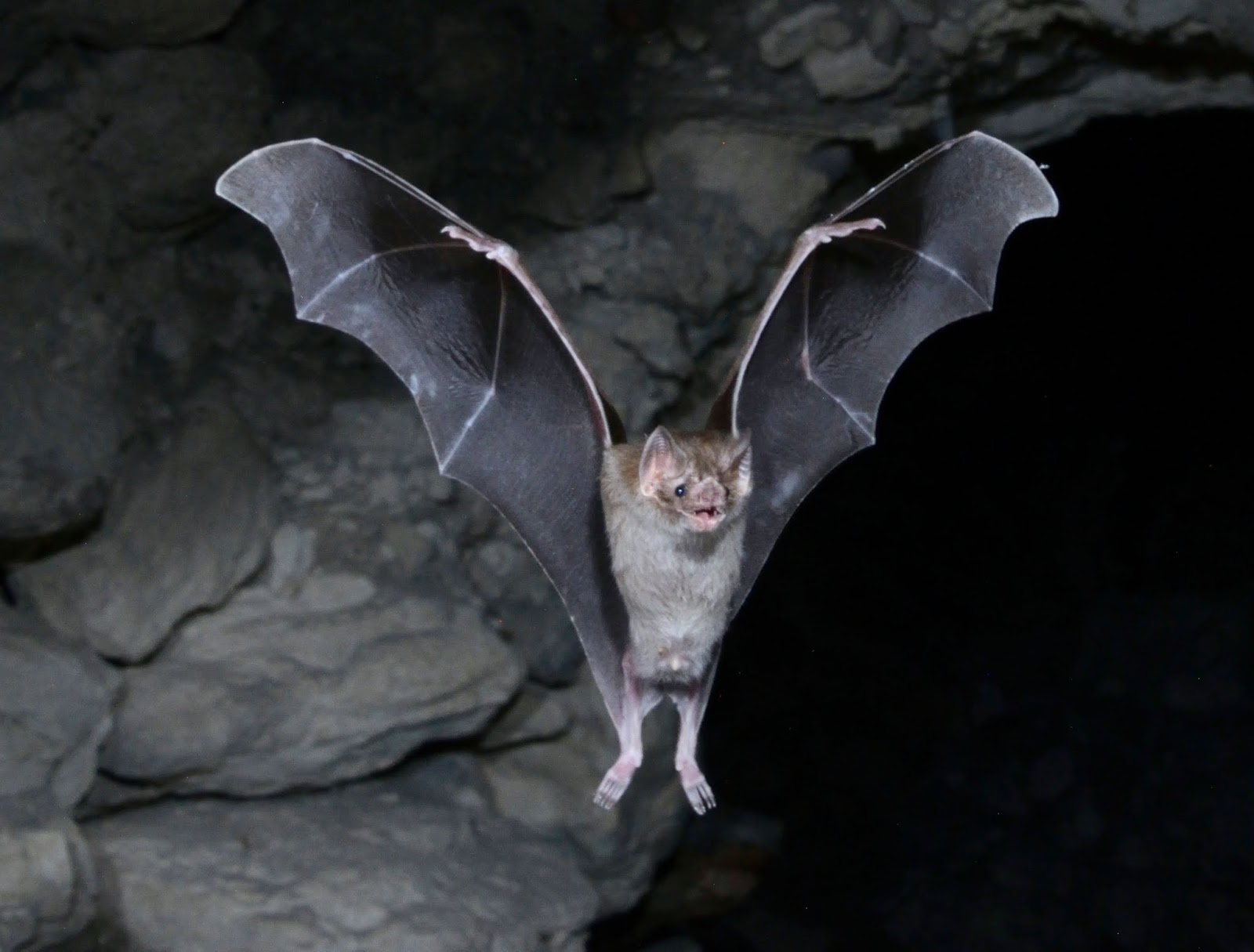 Stanfor: Te sorprenderas Cuando veas los 10 animales mas feos del mundo