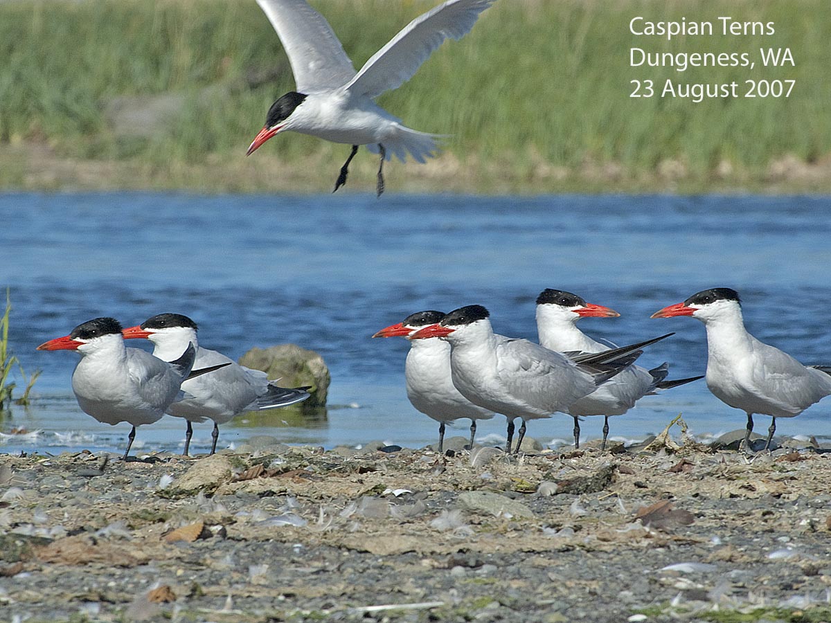 Northwest Nature Notes: CASPIAN TERNS – FABULOUS BIRDS BUT NOT ALWAYS ...