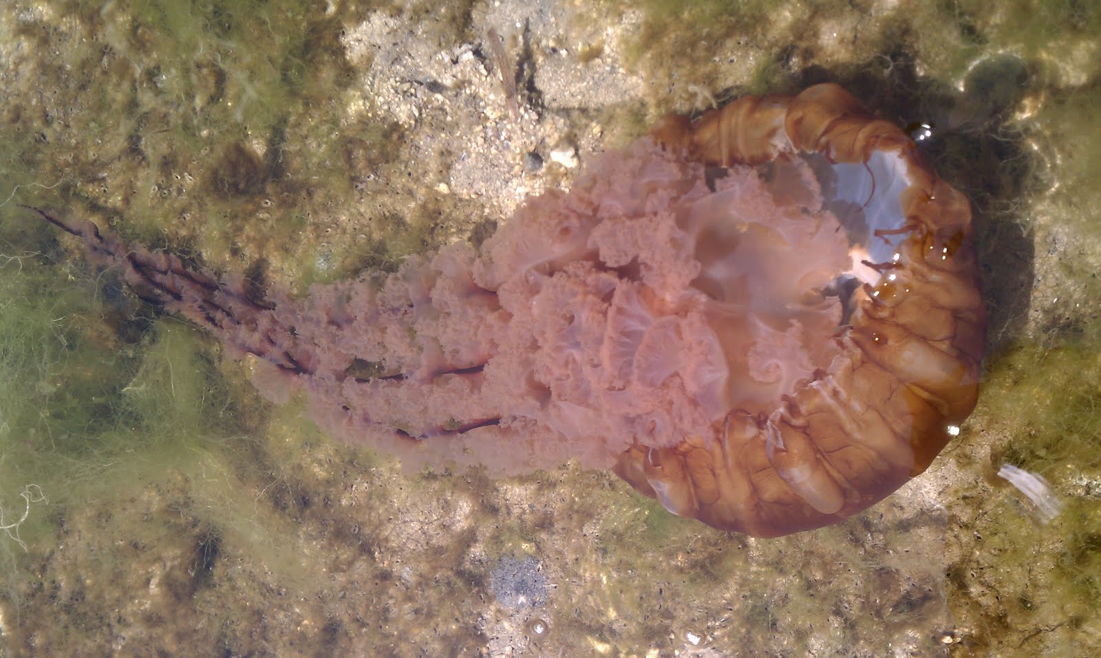Point Reyes Outdoors: Sea Nettles!