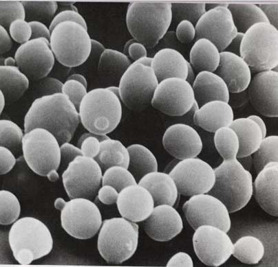 Buah Karya ILMU GIZI 2010: Pichia pastoris