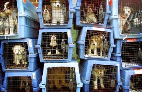 Mecaanimales - Imagui