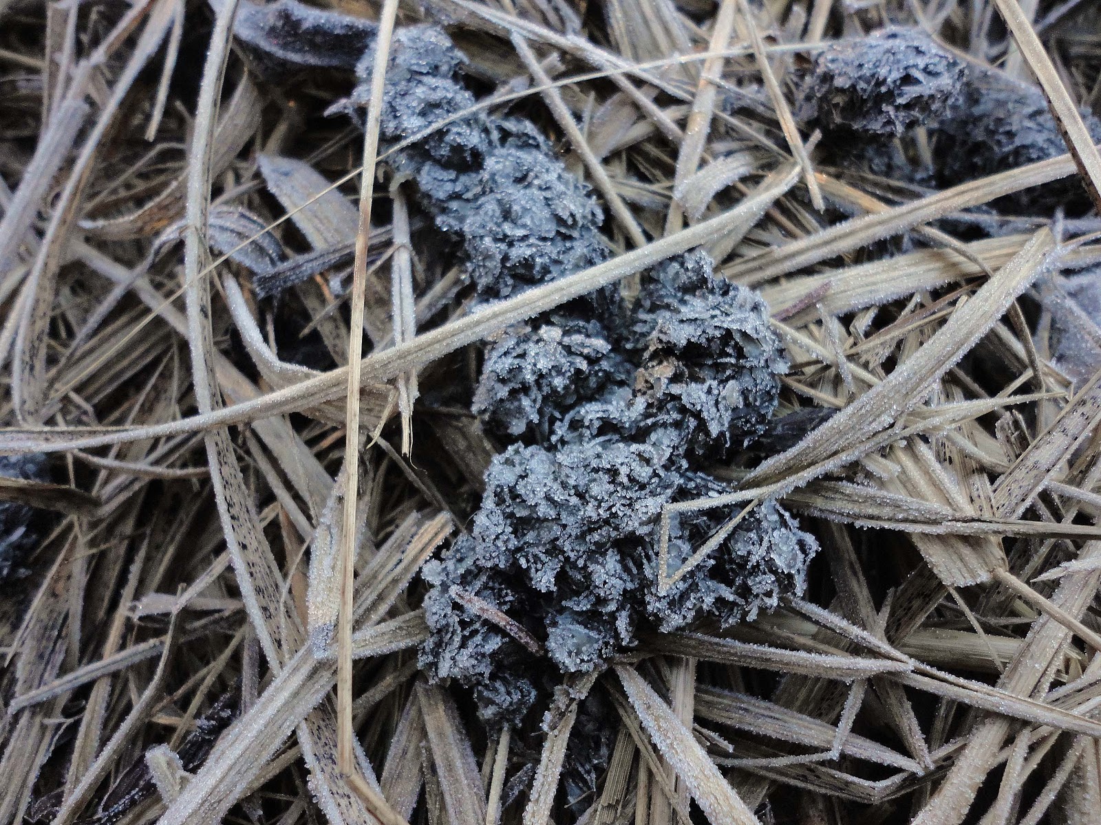 Vinalhaven Sightings