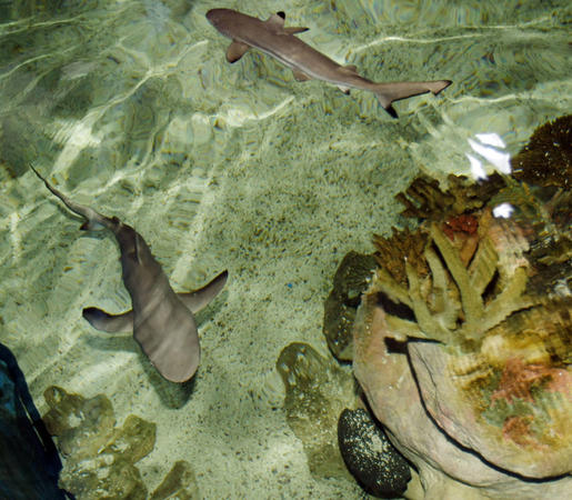 Behind the Glass: Introducing Baby Sharks