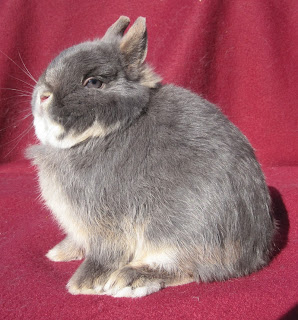 Netherland Dwarf Rabbit Jakarta [ NDRJ ]: Netherland Dwarf Champion ...