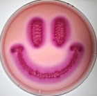 KATALAZ TESTİ - Microbiology Laboratory Turkey