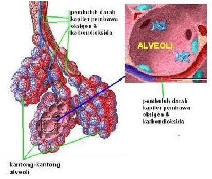BIOLOGI GENESIS SMAN 1 CILEDUG: Maret 2014