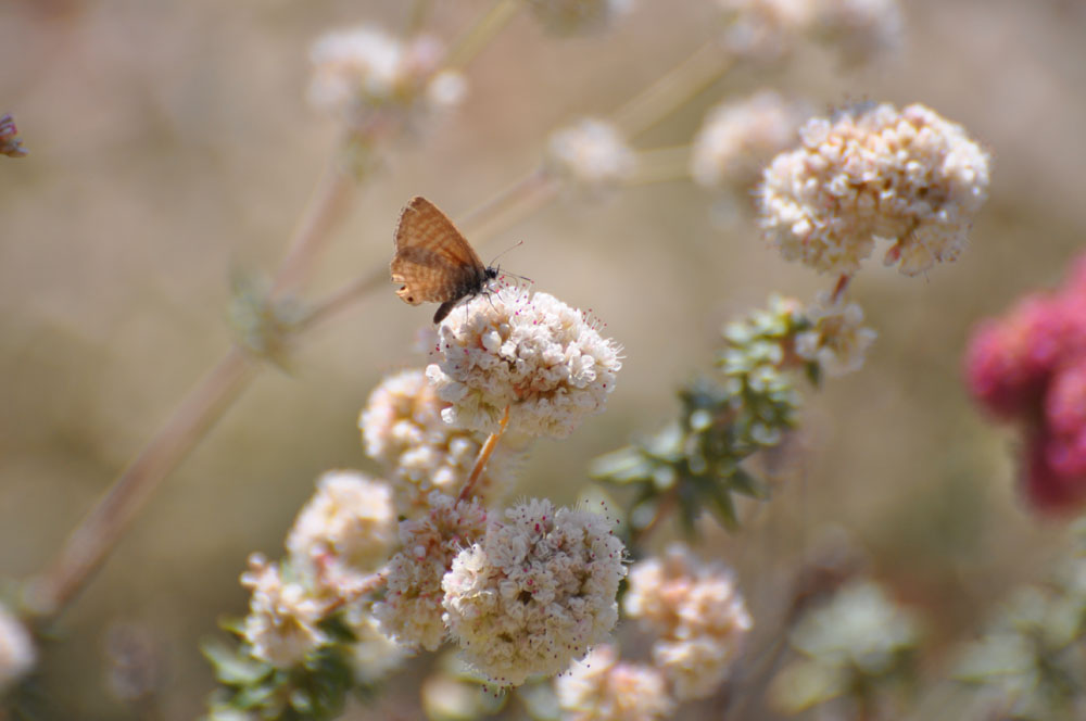 Mother Nature's Backyard - A Water-wise Garden: Marine Blue Butterflies ...