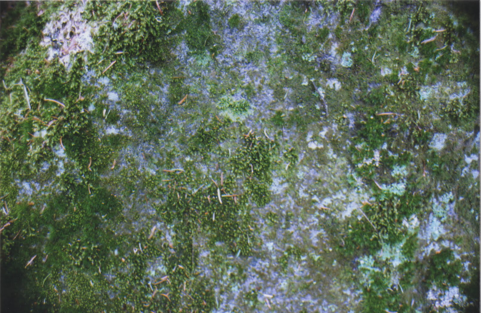 Elizabeth Woodward Photography: Moss Grows Fat on a Rolling Stone