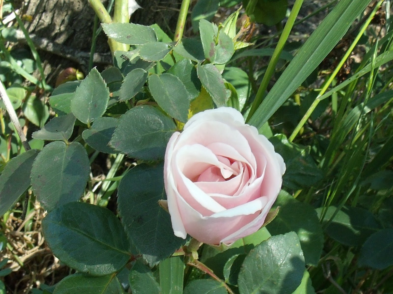 "Eurimbla" Roses: Beautiful Bourbons