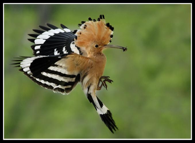 My-Beautiful-Muslim-Life: Hud Hud "Hood Hood" Bird in Saudi Arabia