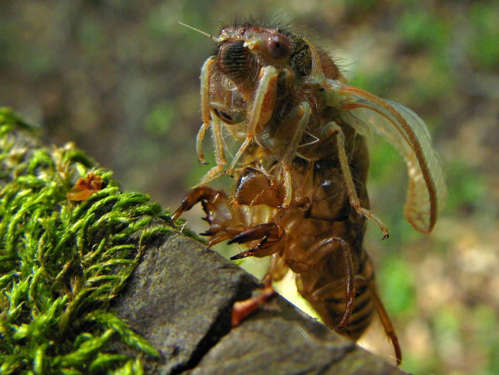 Ecdysis: When Growing Up is More than Skin Deep | The Ark In Space