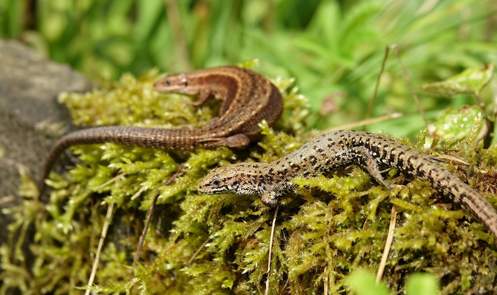 Het wel en wee van een familie levendbarende hagedissen.