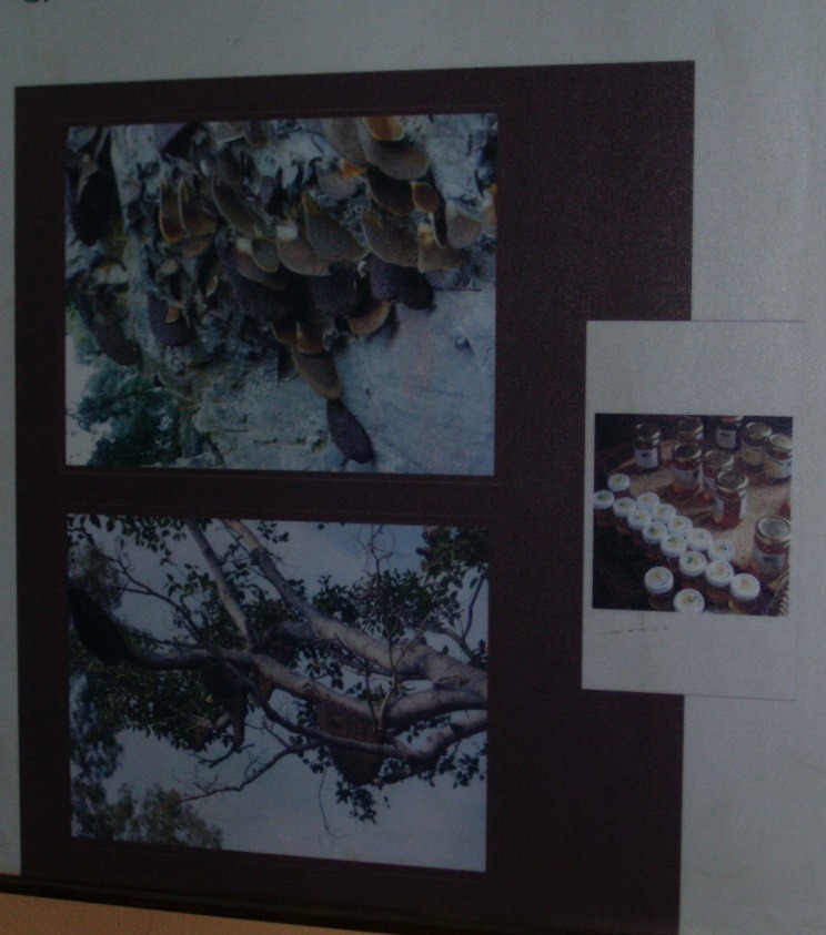 JERNANG (Daemonorops.Sp): Foto-foto Community-based Monitoring Systems ...