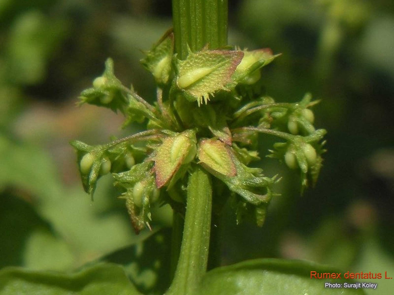 Medicinal Plants: Rumex dentatus Toothed Dock Jangli palak Changeri