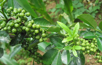 A Bite of Life in SF: Szchuan Cuisine_ Sichuan Numbing Peppercorn