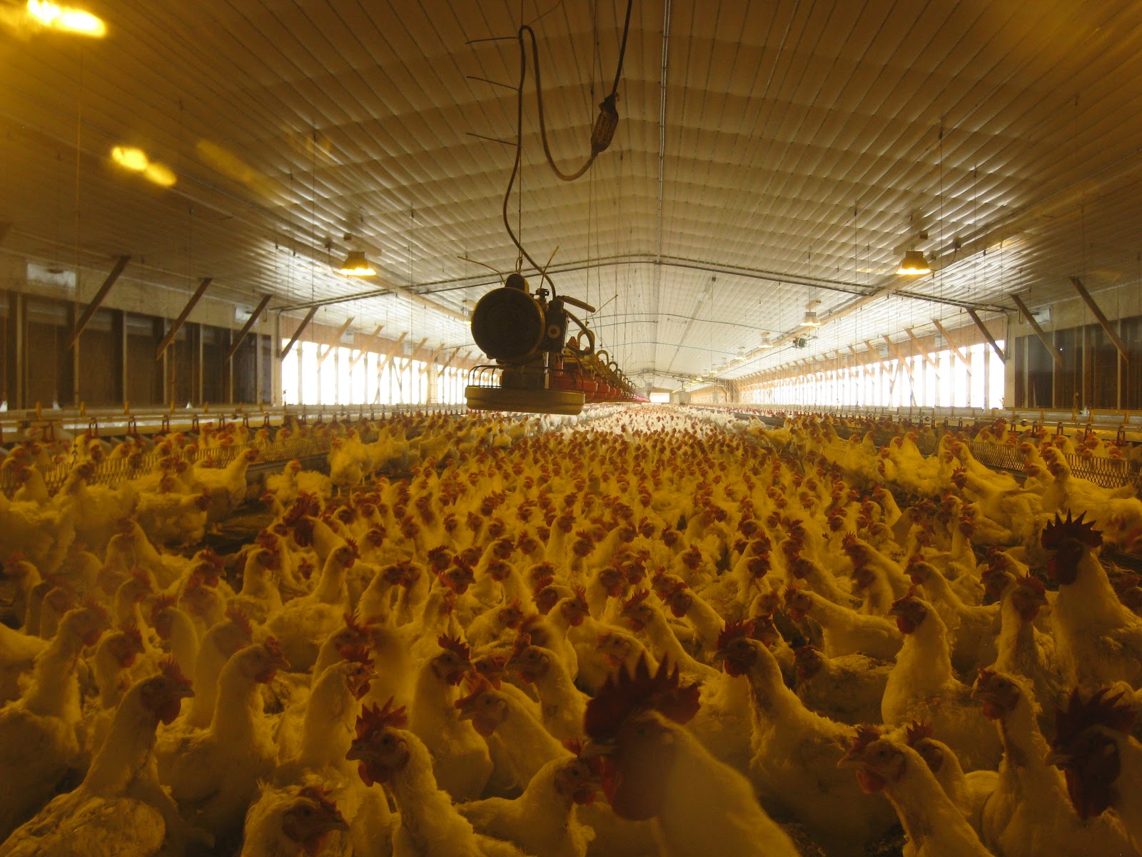 Walk Across Virginia: Powhatan County