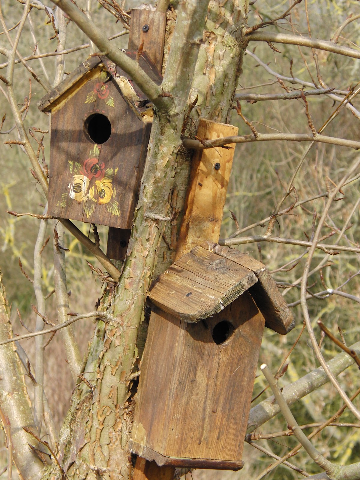 A Rural Life: Bird Boxes