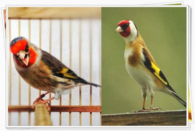 Mengenal Keunikan Jenis Kenari Mule | HOT GOSIP TERBARU