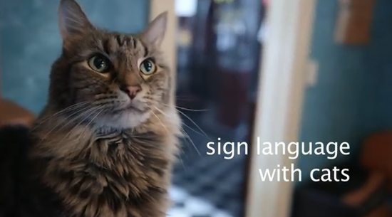 Cats learn Sign Language! Your pet, Cat or Dog can too! - Deaf boleh ...