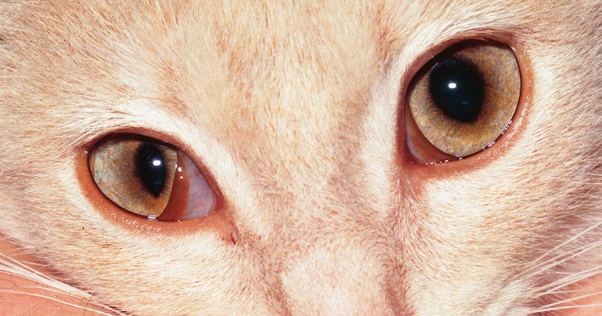 Veterinary Key Points: Nasopharyngeal Polyps in Cats: Key words ...