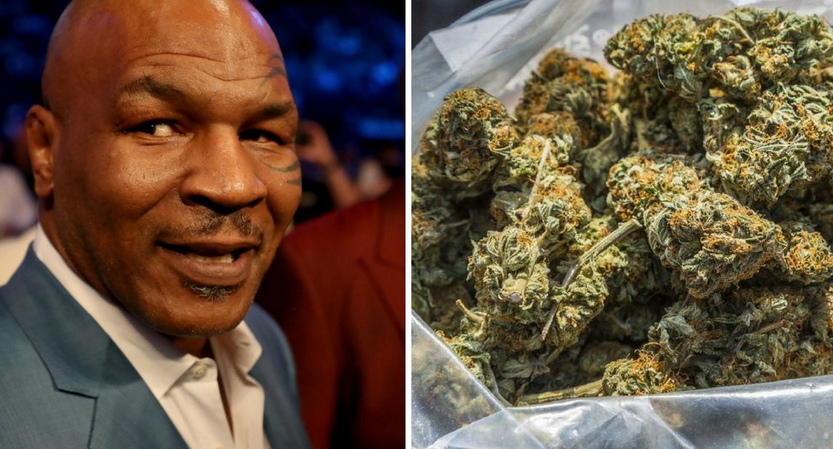 Mantan petinju Mike Tyson membuka bisnis ladang ganja - Sharing Is Caring Mantan petinju Mike Tyson membuka bisnis ladang ganja - Sharing Is Caring
