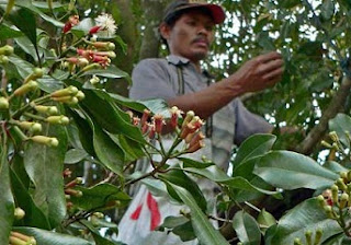 Bagaimana Cara Budidaya Cengkeh?