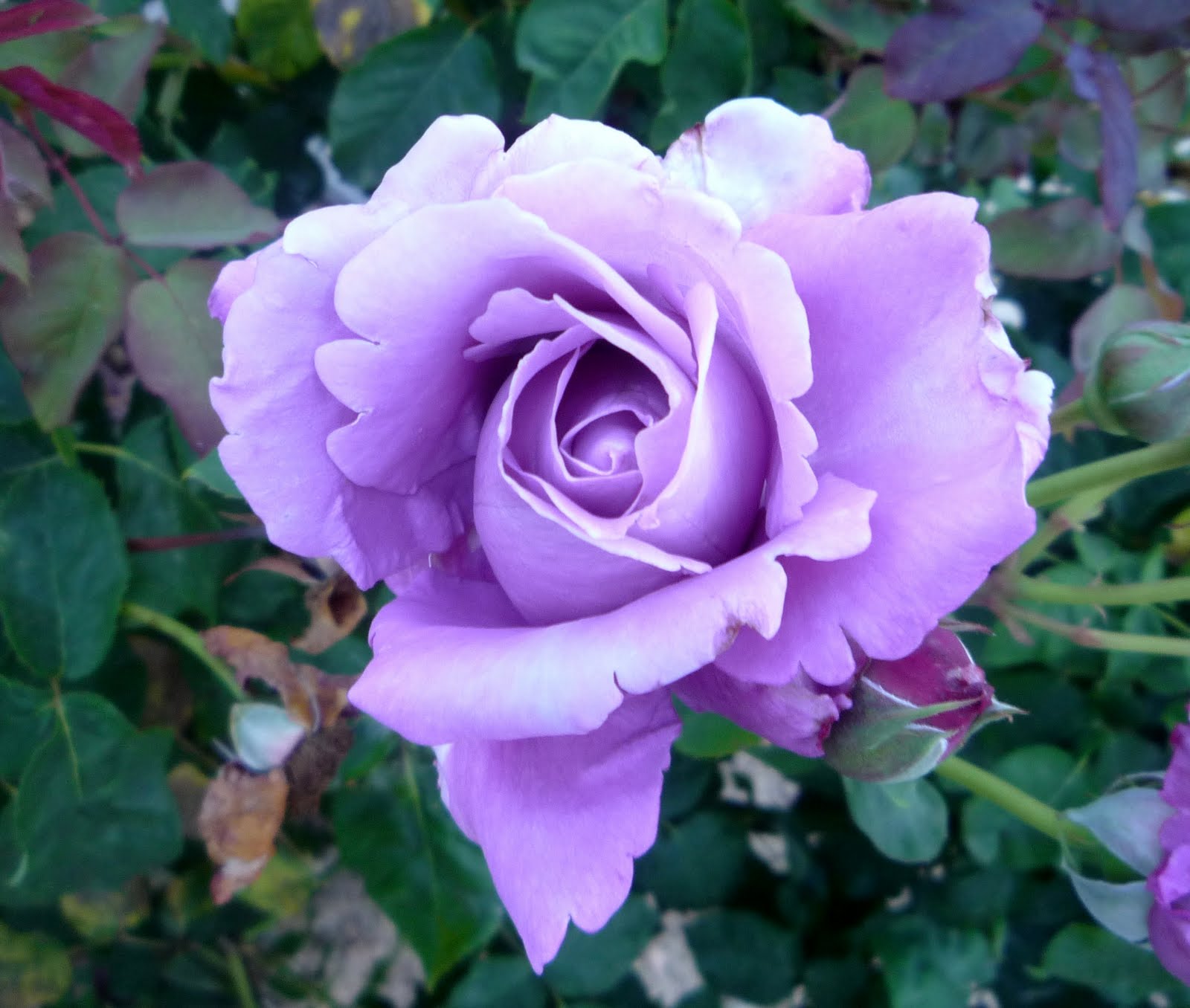 Valencia: Jardines del Río Turia : Rosaleda