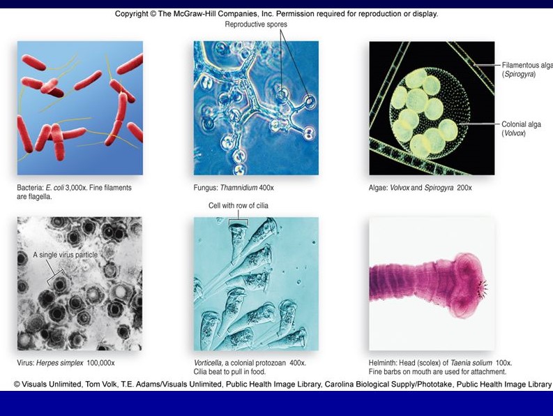 Viva Microbes!!: Mikroba & Pemanfaatannya