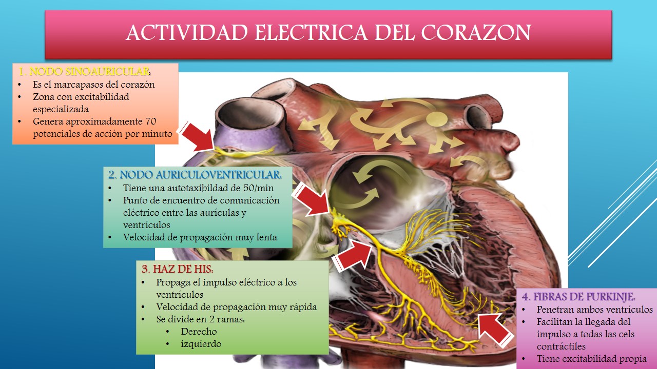 Fisiología Medica I: ACTIVIDAD ELÉCTRICA DEL CORAZON