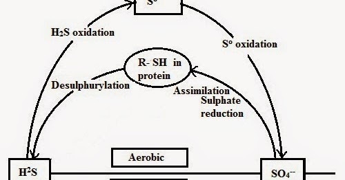 Sulfur Cycle Diagram