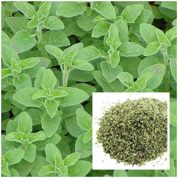 Herbolari 73 - Plantas medicinales. Aromaterapia: ORÉGANO - ORENGA