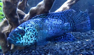 Fish Zone: jack dempsey cichlid