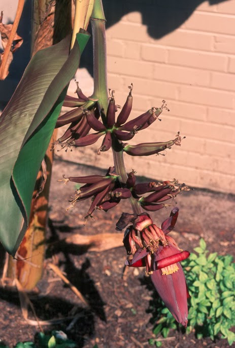 PlantWerkz: Musa Sumatrana - Blood Banana