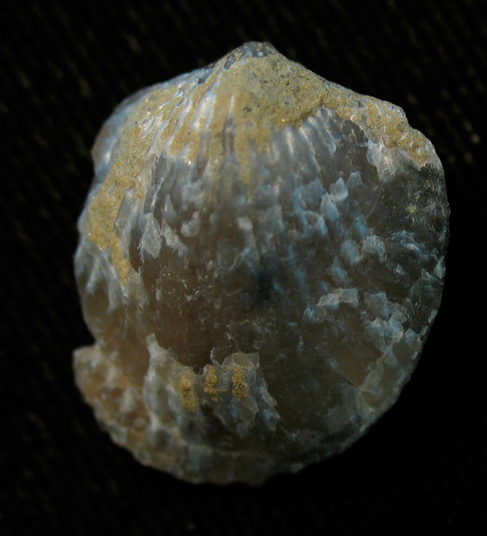 Louisville Fossils and Beyond: Atrypa reticularis with lophophore