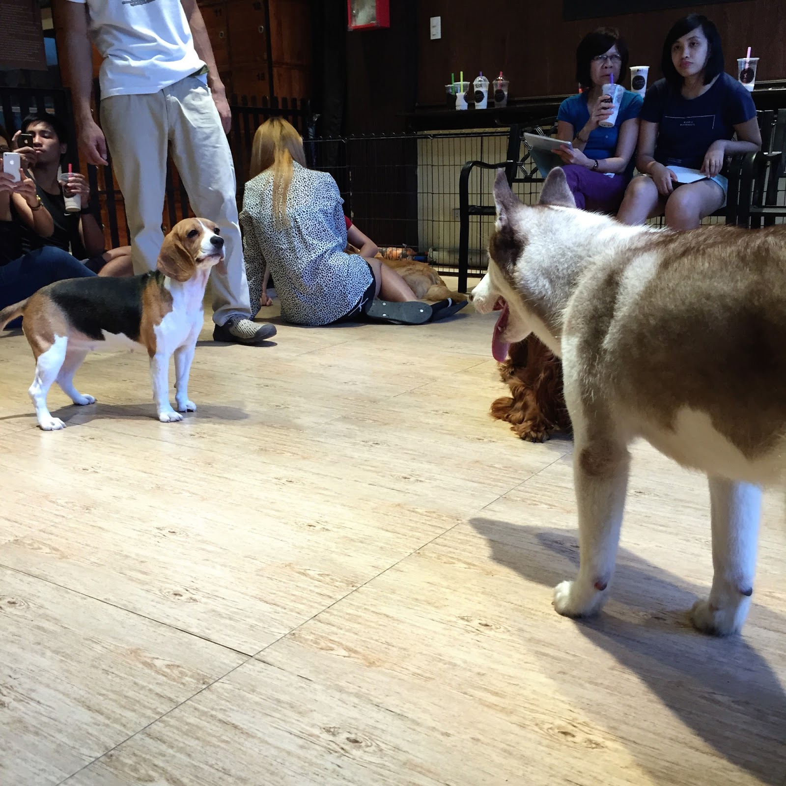 What Mary Loves: Love at First Bark: Barkin’ Blends Café