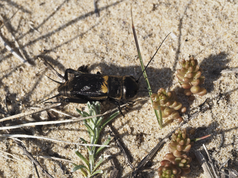 Paseos por la naturaleza: Gryllus campestris Grillo común