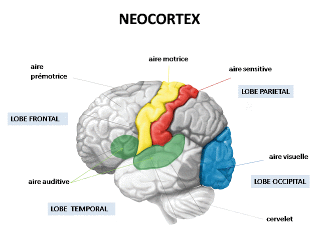 Desarrollo de Neurociencia y Aprendizaje Seccion B Grupo 3: 2015
